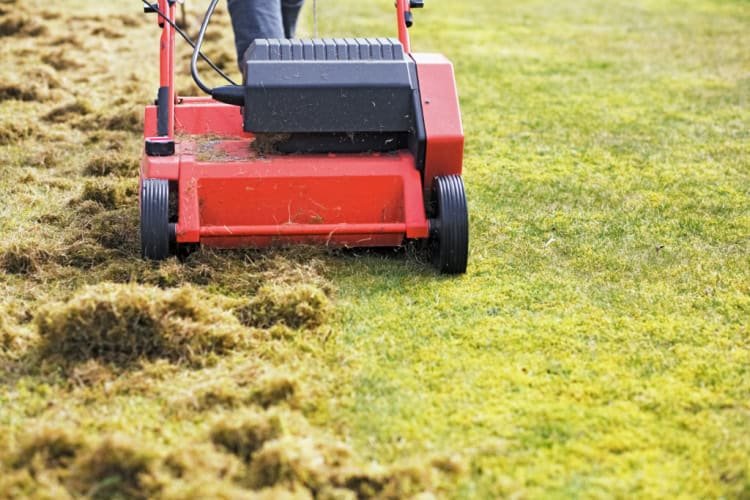 Lawn Dethatching: Everything You Need to Know - Plant for Success