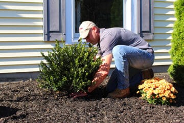 How to Plant a Shrub - Plant for Success