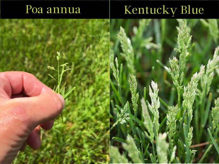 How to Prevent and Get Rid of Poa Annua - Plant for Success