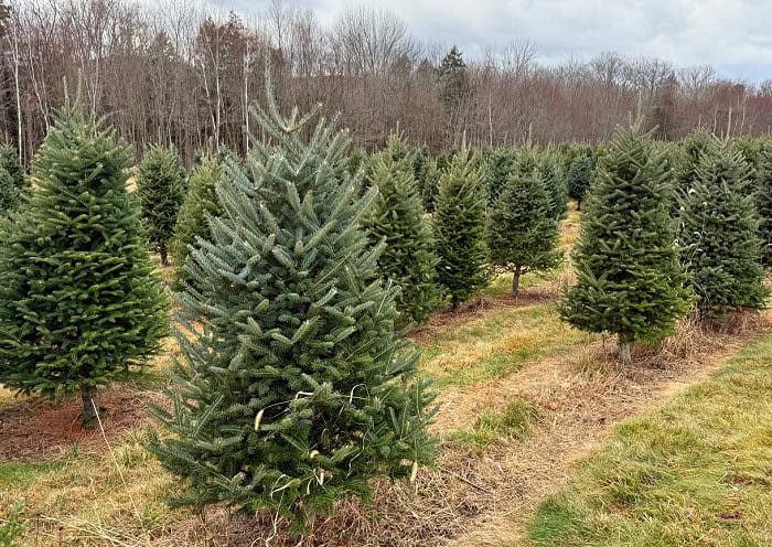 Real Christmas Tree Types (Pros and Cons of Each) - Plant for Success