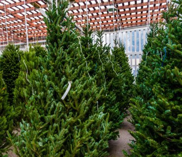 Real Christmas Tree Types (Pros and Cons of Each) - Plant for Success