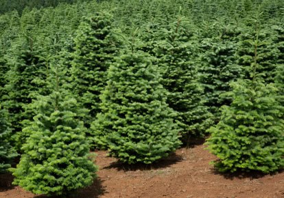 Real Christmas Tree Types (Pros and Cons of Each) - Plant for Success