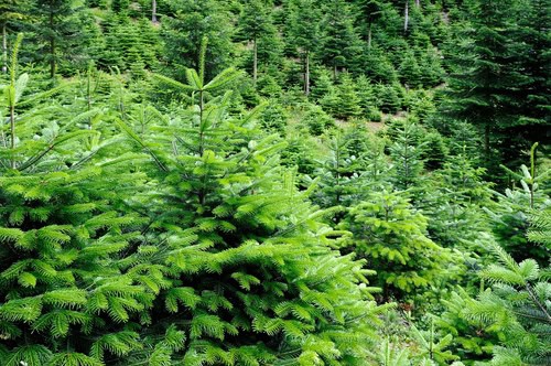 Real Christmas Tree Types (Pros and Cons of Each) - Plant for Success